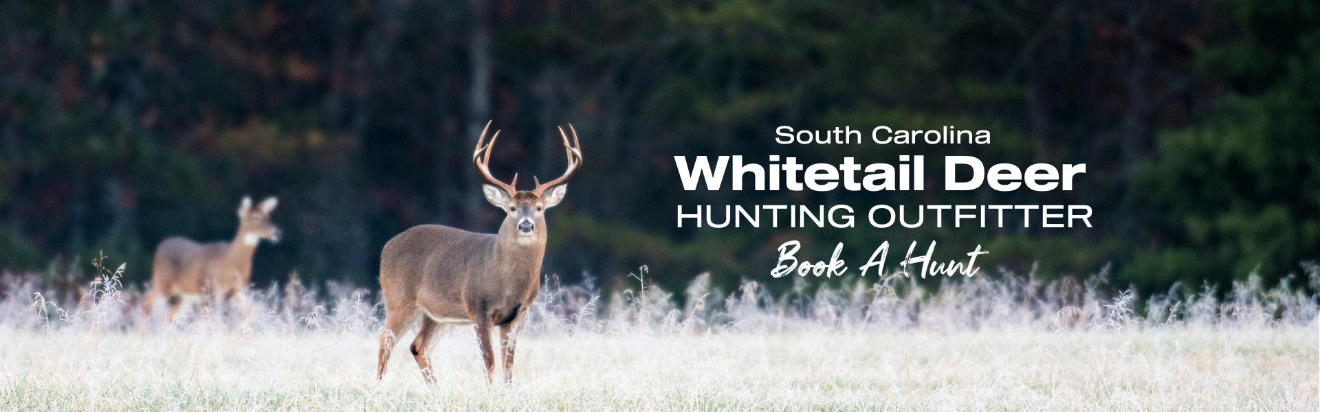 Whitetail Deer & Spring Turkey Hunting South Carolina | Southern ...